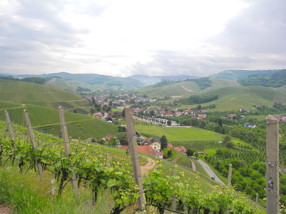 Aussichtsreiche Wanderung durch die Weinreben in Durbach